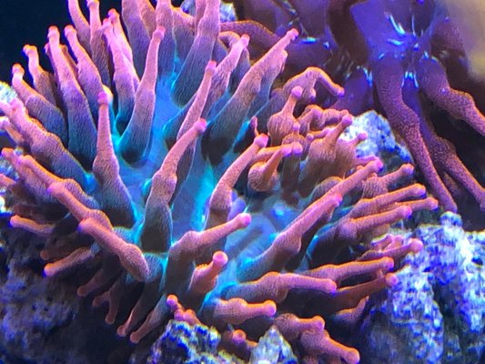 CORAL-VAULT - Updated November 2024 - 39 Photos - 12520 Willow Springs ...