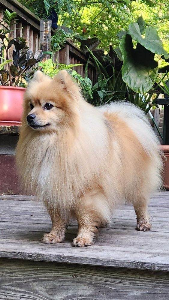 LOW COUNTRY ANIMAL RESCUE - Updated January 2026 - 14 Photos & 35 ...