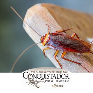 NORTHWEST EXTERMINATING - Updated December 2025 - 12 Photos & 49 ...