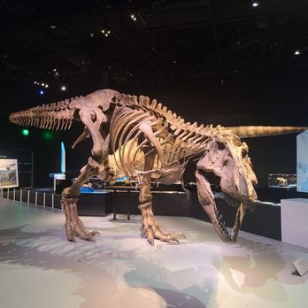 PEROT MUSEUM OF NATURE AND SCIENCE - Updated May 2025 - 2431 Photos ...