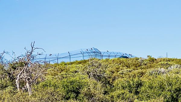 CALIFORNIA WOLF CENTER - Updated May 2024 - 216 Photos & 123 Reviews ...