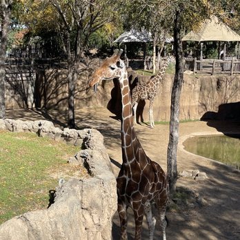 DALLAS ZOO - 1713 Photos & 468 Reviews - 650 S R L Thornton Frwy ...