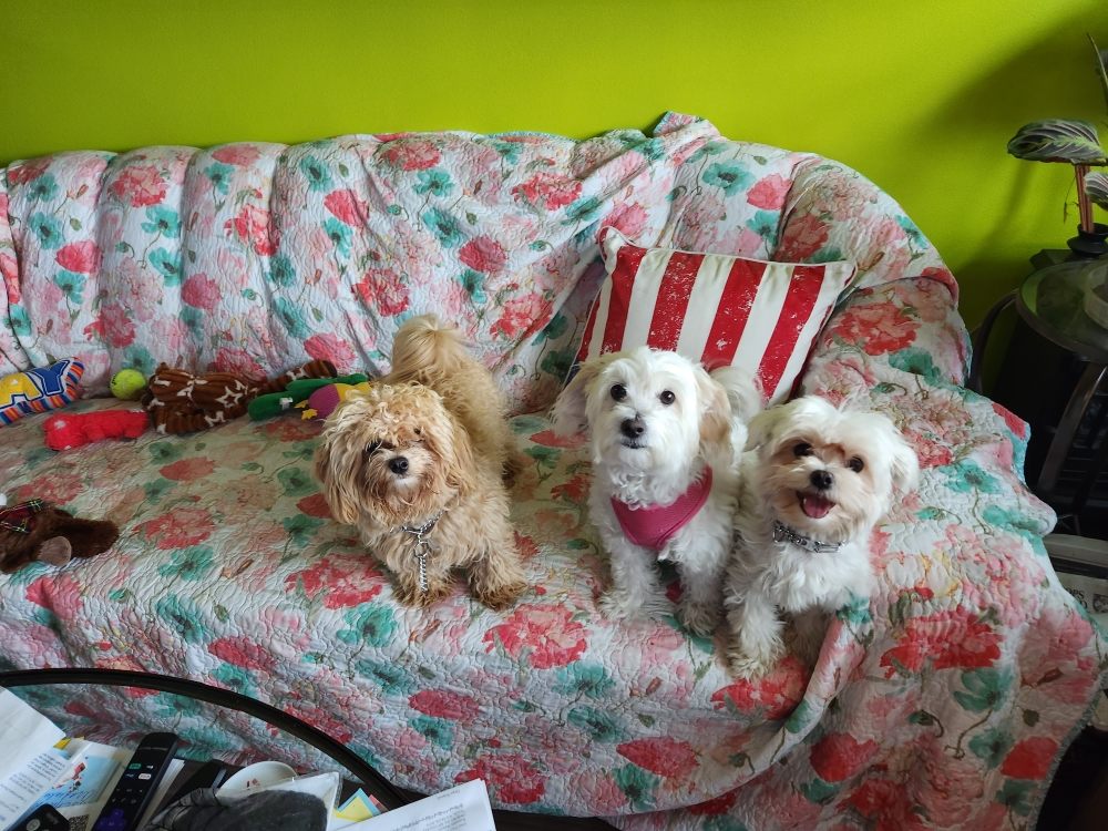 HIPPIE ROSE’S PET SITTING - Updated November 2024 - Seattle, Washington ...