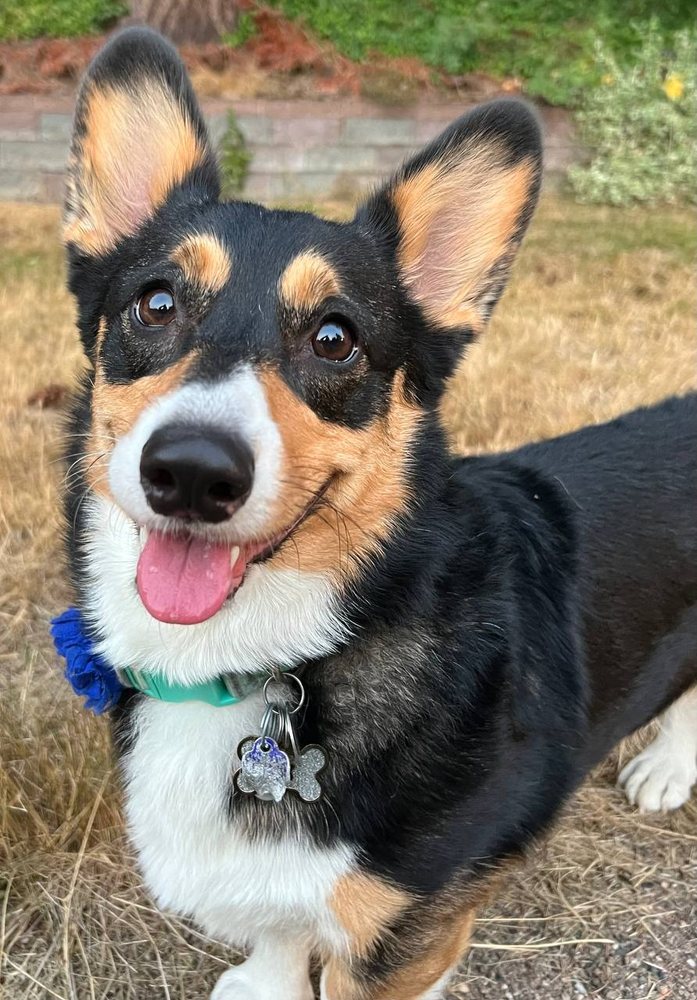 COTTAGE CRITTER CARE - Updated August 2025 - 11 Photos - Lynnwood ...