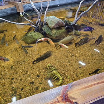 FLOATING SEA AQUATICS - Updated September 2025 - 269 Photos & 59 ...