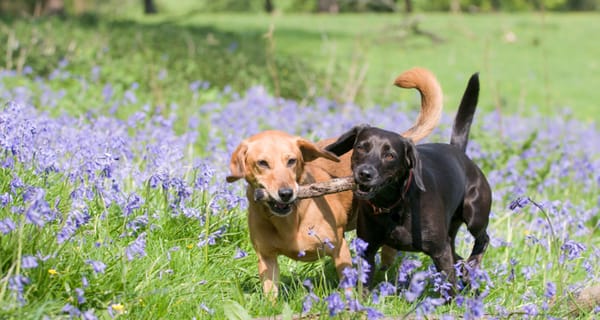 VCA CAPEWAY ANIMAL HOSPITAL - Updated December 2025 - 11 Photos & 43 ...