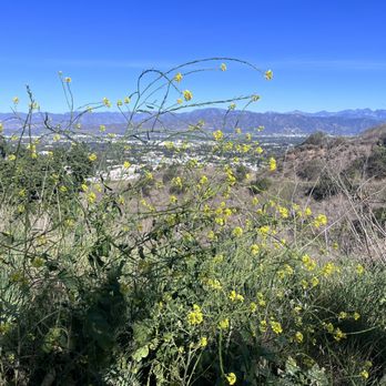 FRYMAN CANYON PARK - Updated May 2025 - 307 Photos & 115 Reviews - 8401 ...