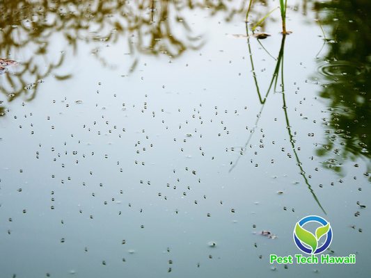 PEST TECH HAWAII - Updated January 2026 - 84 Photos & 125 Reviews ...