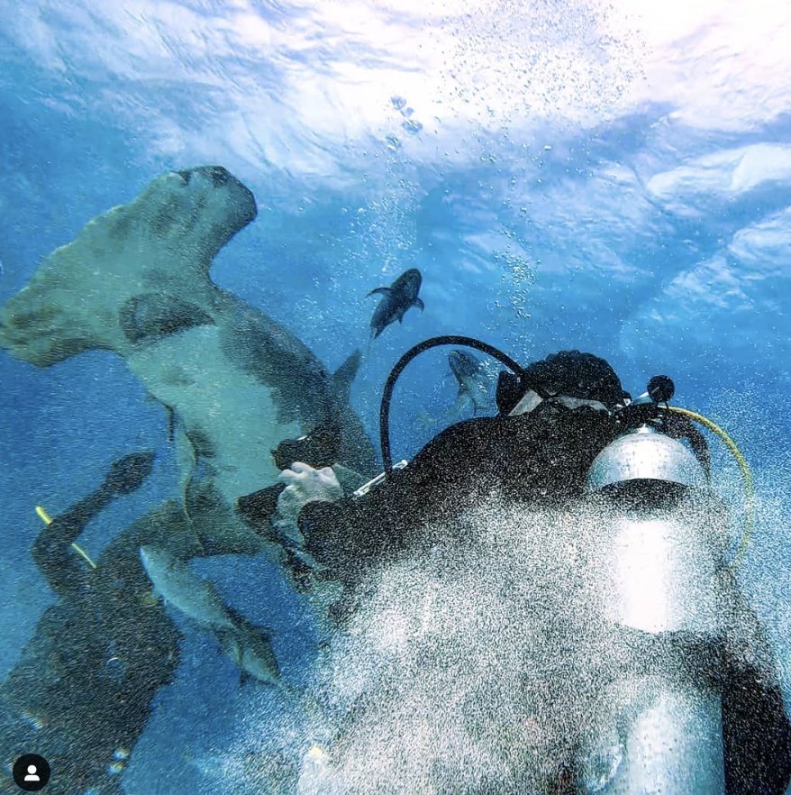 SCUBA NETWORK - MANHATTAN - Updated May 2024 - 36 Photos & 93 Reviews ...