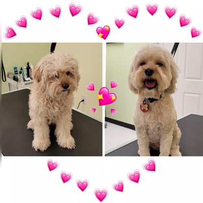 DASHING DOG GROOMING - Updated September 2025 - 25 Photos - 12288 ...