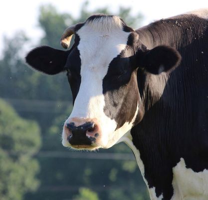 RESCUE RANCH - Updated June 2024 - 29 Photos - 1424 Turnersburg Hwy ...