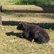 OLYMPIC GAME FARM - 689 Photos & 343 Reviews - 1423 Ward Rd, Sequim, WA ...