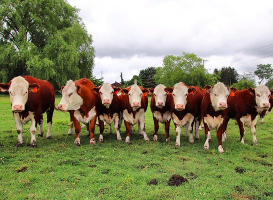 PEZZA FARM AND GARDEN CENTER - Updated October 2024 - 55 Photos & 15 ...