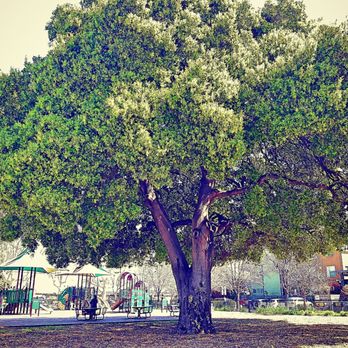 SAN JOSE THEODORE LENZEN PARK - Updated October 2025 - 50 Photos & 15 ...