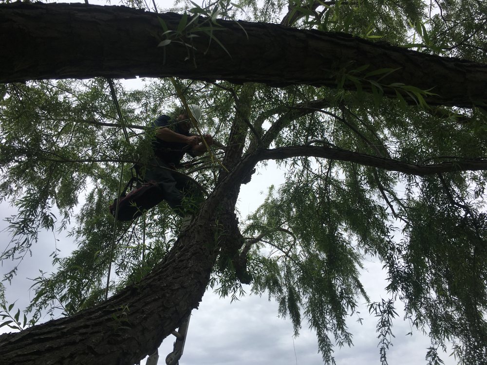 MASTER TREE EXPERT - Updated October 2025 - Request a Quote - Oklahoma ...