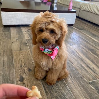 WOOF GANG BAKERY & GROOMING - ORLANDO - Updated July 2025 - 97 Photos ...