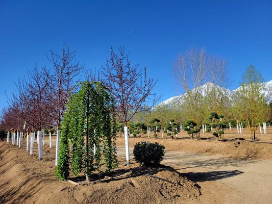 MOUNTAIN VIEW TREE FARM - Updated November 2025 - 40 Photos & 12 ...