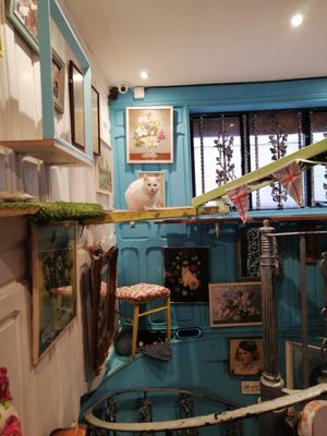 SHAKESPAW CAT CAFE - Updated July 2025 - 45 Photos - 6 Union Street, Stratford Upon Avon ...