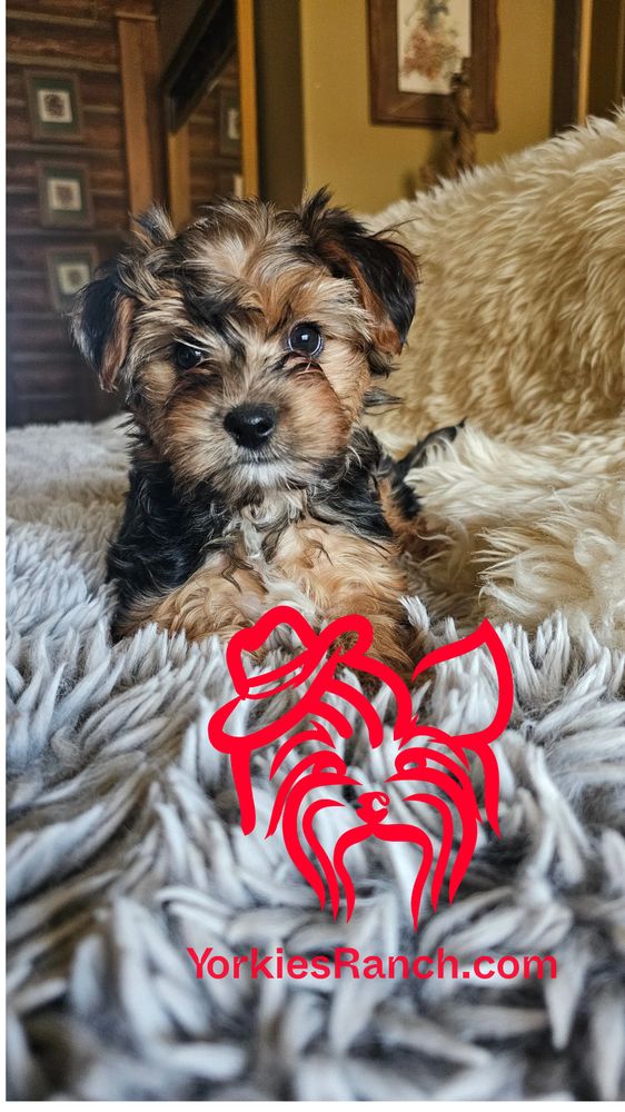 YORKIES RANCH - Updated August 2025 - 2075 North 1300 E, Cedar Fort ...