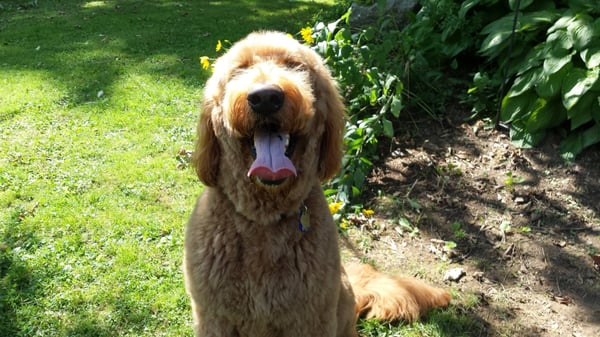 ALBON DOG RANCH - Updated January 2026 - 34 Photos - 100 Old Northwest ...