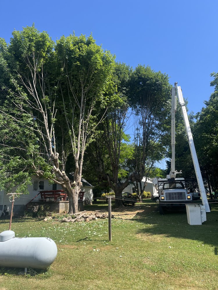 TRIAD TREE GUYS - Updated December 2025 - 1158 Dearmin Rd, Westfield ...