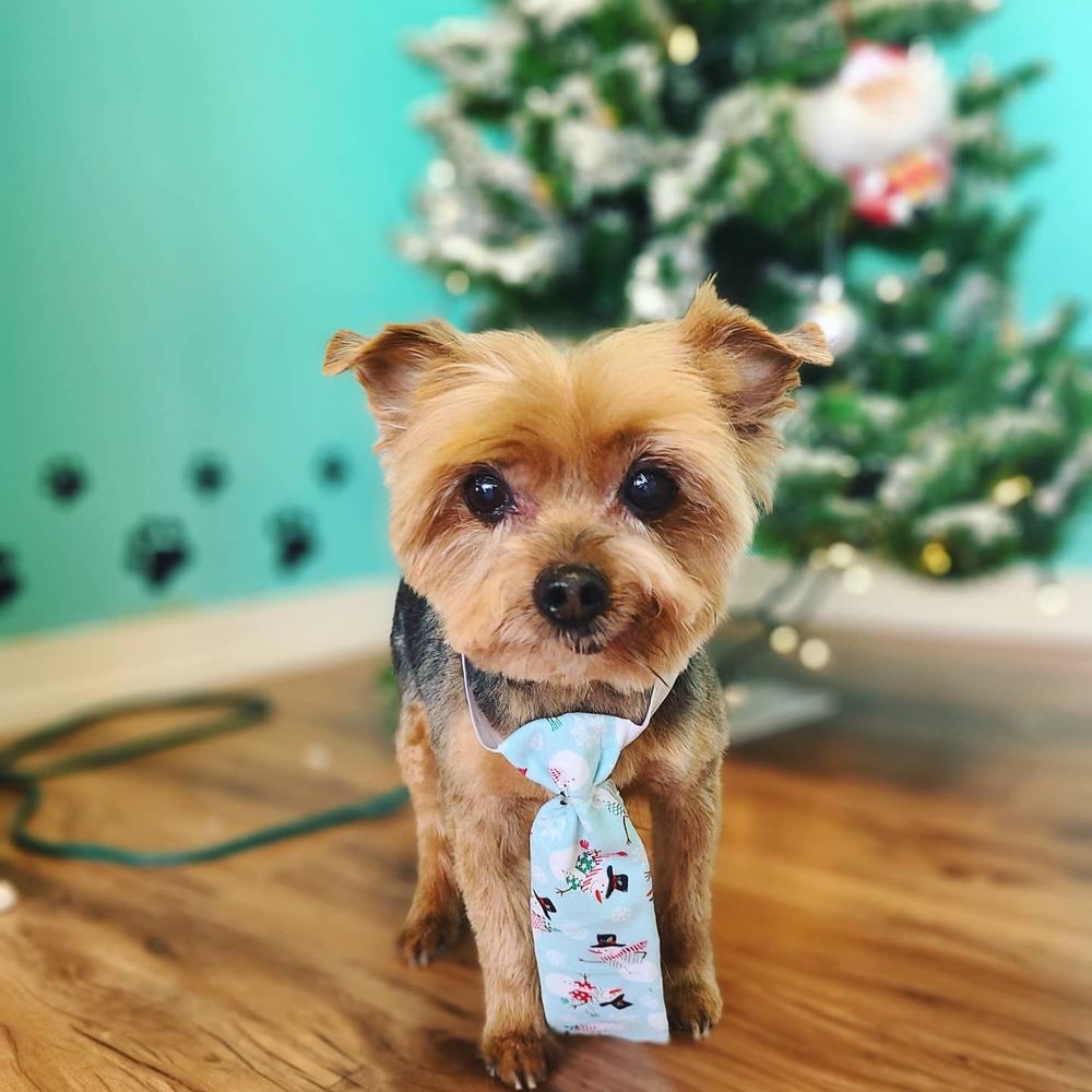 POSH POOCH DAYCARE & SPA - Updated June 2026 - 60 Photos & 12 Reviews ...