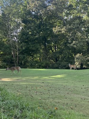 BEAR TRACE GOLF COURSE AT HARRISON BAY - Updated September 2025 - 16 ...