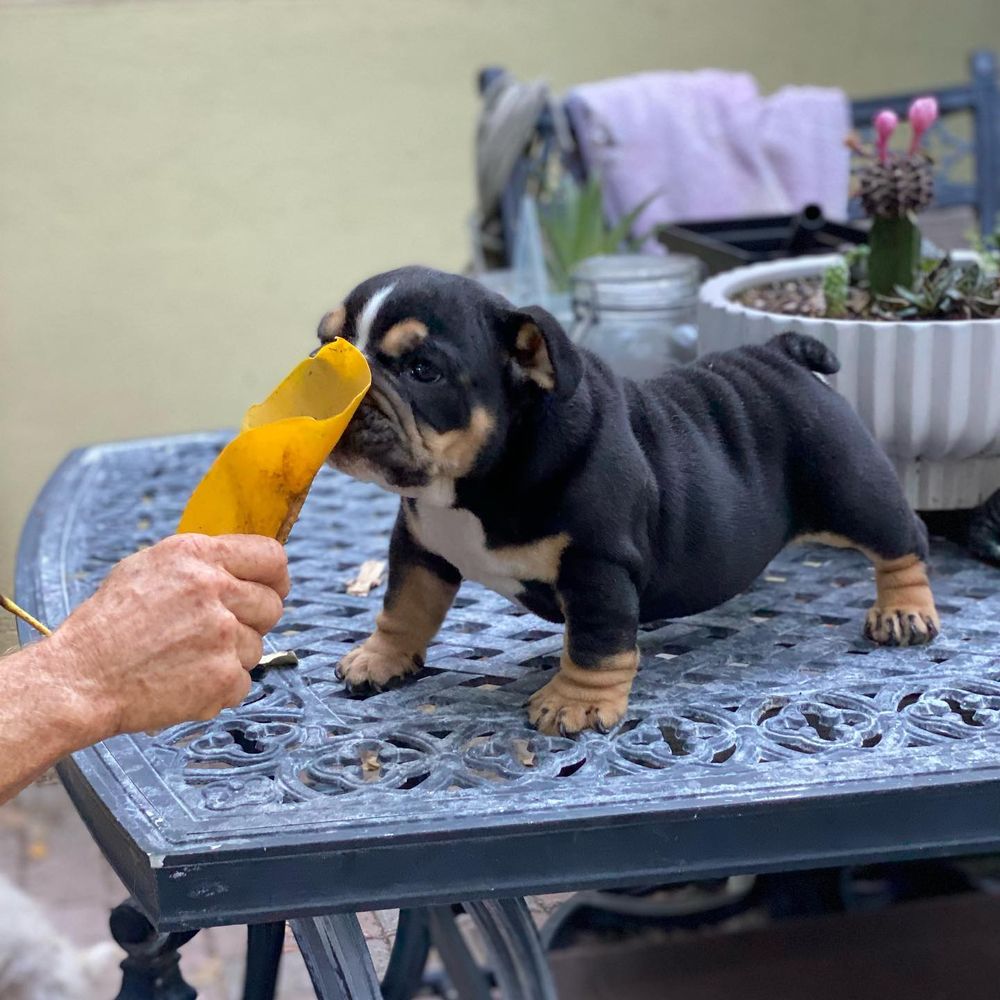 SMART AMERICAN BULLIE HOME - Updated December 2025 - Los Angeles ...