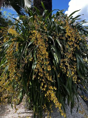 RF ORCHIDS - Updated November 2025 - 652 Photos & 76 Reviews - 28100 SW ...