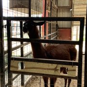 BAYOU WILDLIFE ZOO - 329 Photos & 121 Reviews - Zoos - 5050 FM 517 ...