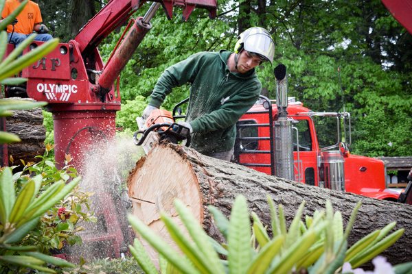 EASTSIDE TREE WORKS - Updated January 2026 - 64 Photos & 127 Reviews ...