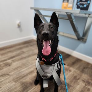 CASE ANIMAL HOSPITAL - 28 Photos & 39 Reviews - 1400 N Burton Pl ...