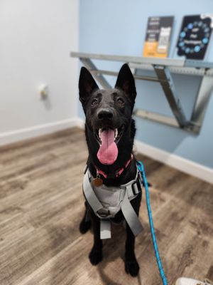 VIP ANIMAL HOSPITAL - Updated December 2025 - 185 Photos & 359 Reviews ...