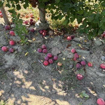 TERHUNE ORCHARDS - Updated March 2025 - 605 Photos & 389 Reviews - 330 ...