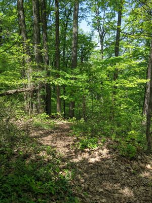 CLARK STATE FOREST - Updated November 2024 - 21 Photos - Henryville ...