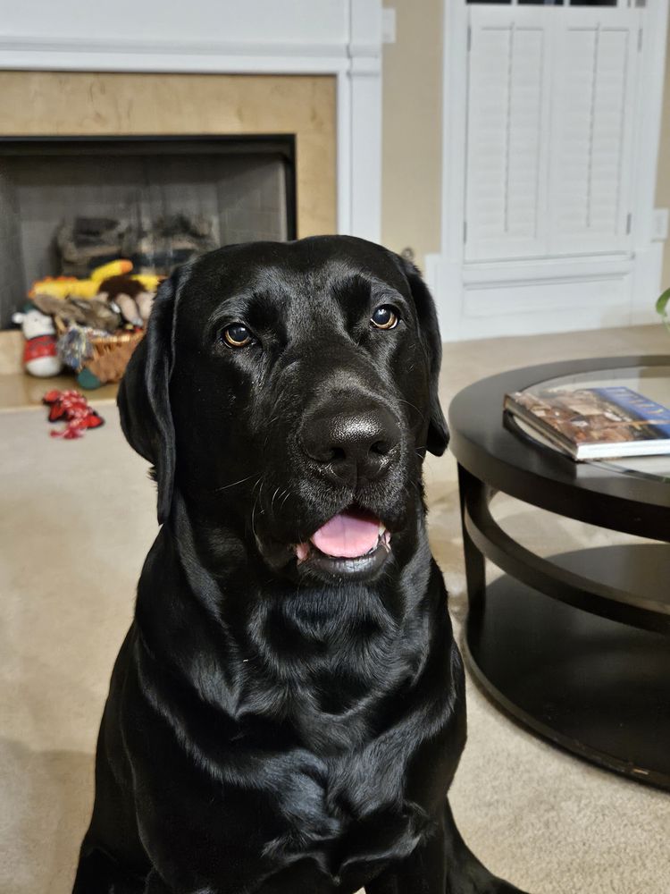 SERENITY K9 - Updated December 2025 - Forsyth, Georgia - Pet Training - Phone Number - Yelp