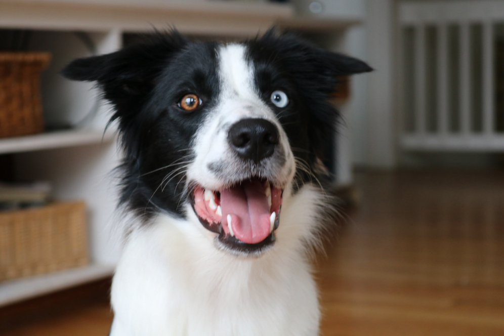 PAWS FOR FUN - Updated July 2025 - Parkton, Maryland - Pet Sitting ...