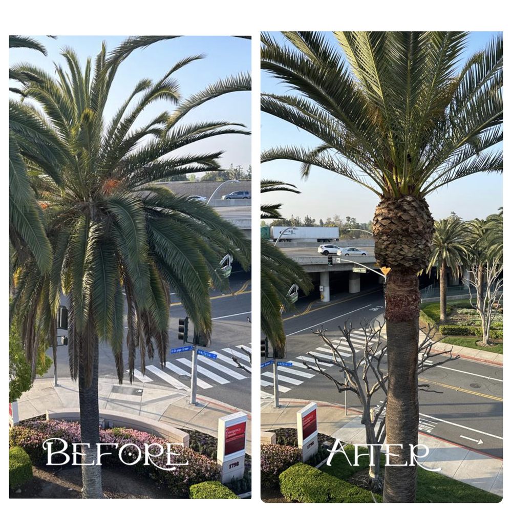 SALAZAR TREE SERVICE - Updated May 2026 - Los Angeles, California ...