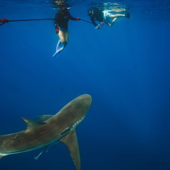 SHARK ADDICTS - Updated December 2025 - 13 Photos - 805 US-1, Jupiter ...