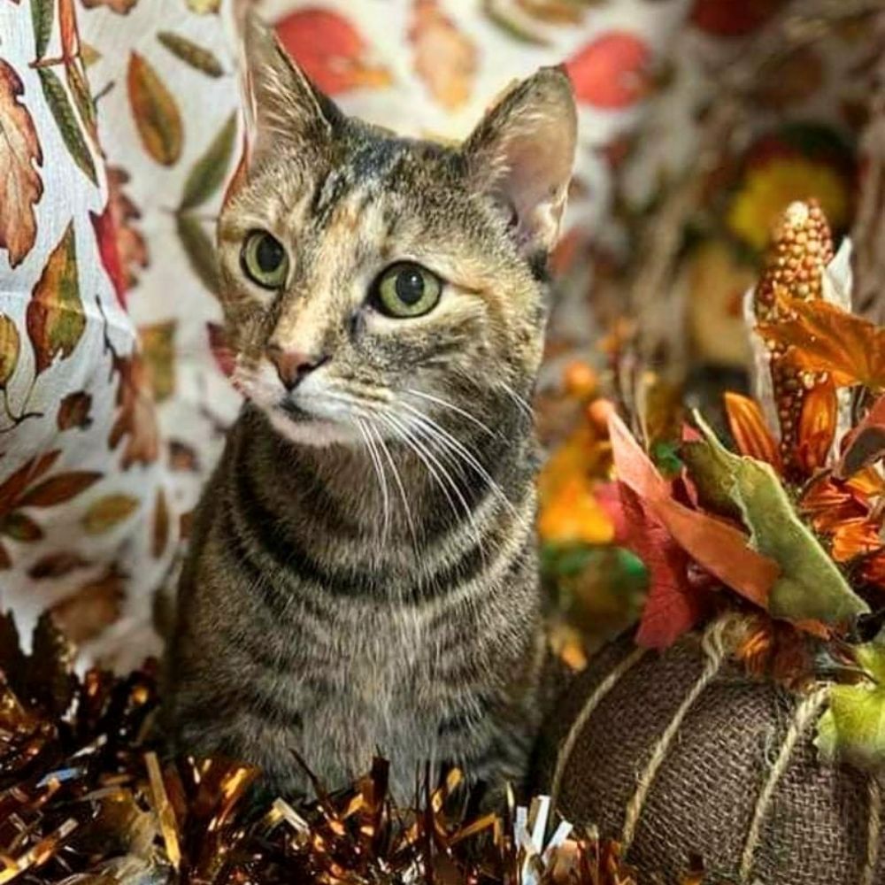 THE SOUTHERN CAT - Updated October 2025 - 111 Photos - Mount Pleasant ...