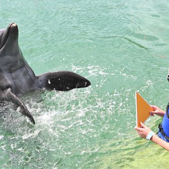 DOLPHIN CONNECTION - Updated April 2025 - 30 Photos & 34 Reviews - 61 ...
