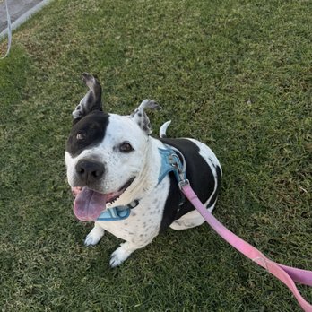 LOMA LINDA ANIMAL HOSPITAL - Updated December 2024 - 230 Photos & 734 ...