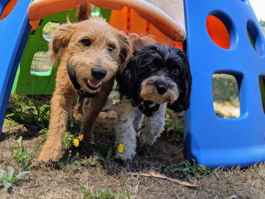 VICKI’S LITTLE RASCALS DOGGY DAYCARE RANCH - Updated August 2025 - 289 ...