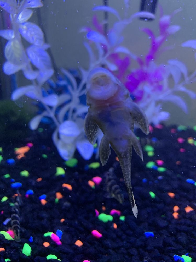 BELL BIRD FARM - 61 Photos & 43 Reviews - Pet Stores - 6909 Atlantic ...