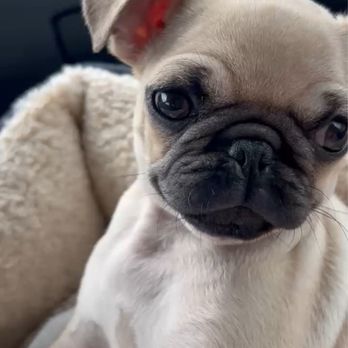 LOVE ANIMAL HOSPITAL AND URGENT CARE - Updated May 2025 - 37 Photos ...