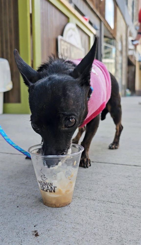 THE HUMAN BEAN - Updated October 2025 - 37 Photos - 161 Addison Ave ...