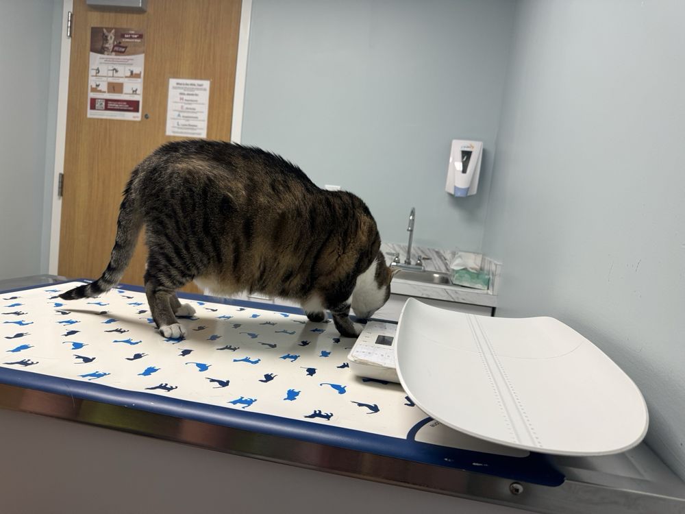 AURORA PET HOSPITAL - Updated December 2025 - 34 Photos & 22 Reviews ...