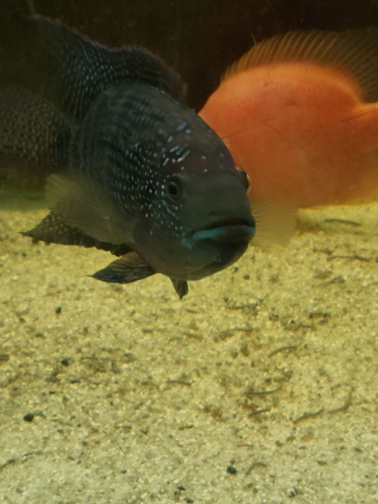 KENS FISH RESCUE - Updated December 2025 - 14 Photos - 656 Boston St ...