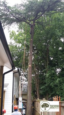 SALAZAR TREE SERVICE - Updated May 2025 - 3932 Medallion Dr, Charlotte ...