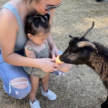 FOG WILLOW FARMS - Updated October 2025 - 484 Photos & 192 Reviews ...